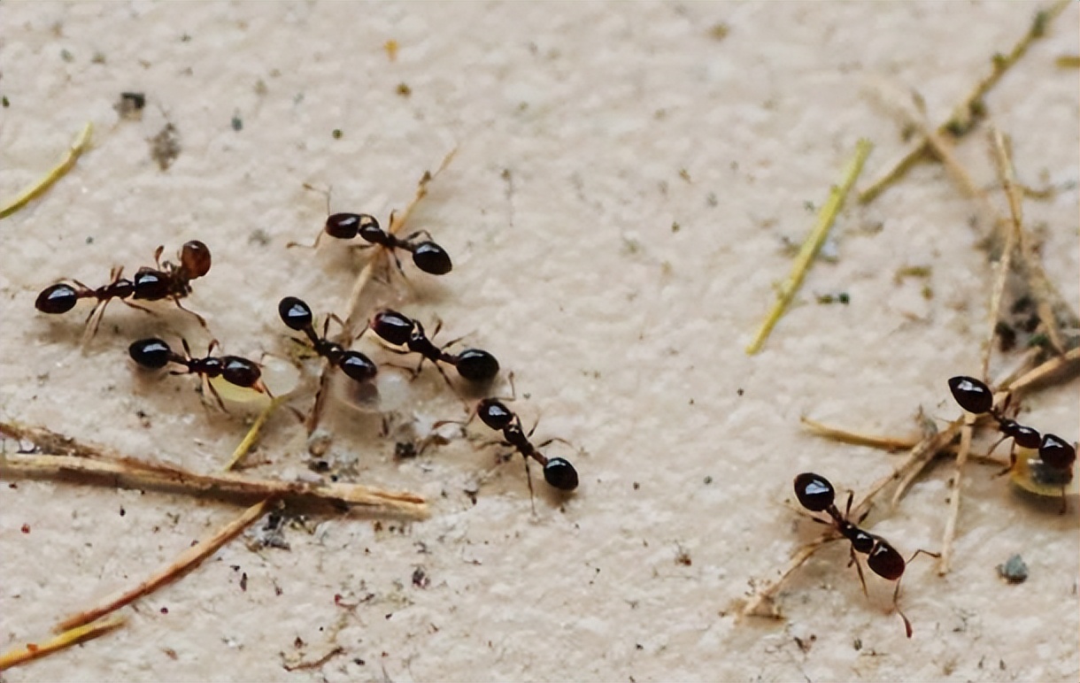 Surprised discovery: Can ants build land? Putting it into the water ...