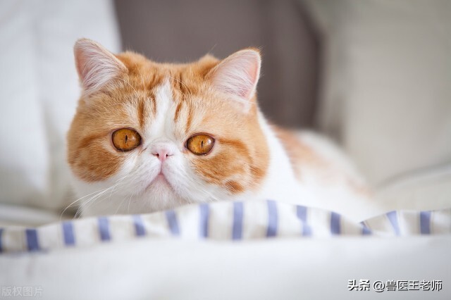 Teacher Xiao Wang's Cat Breed Introduction: Exotic Shorthair Cat ...