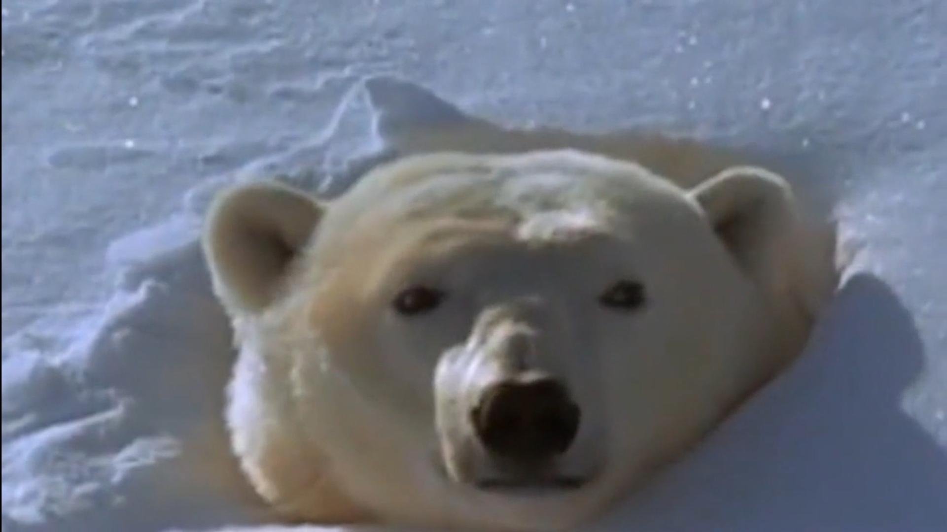 Who is the worst animal in history?Ninety percent of people can't guess ...