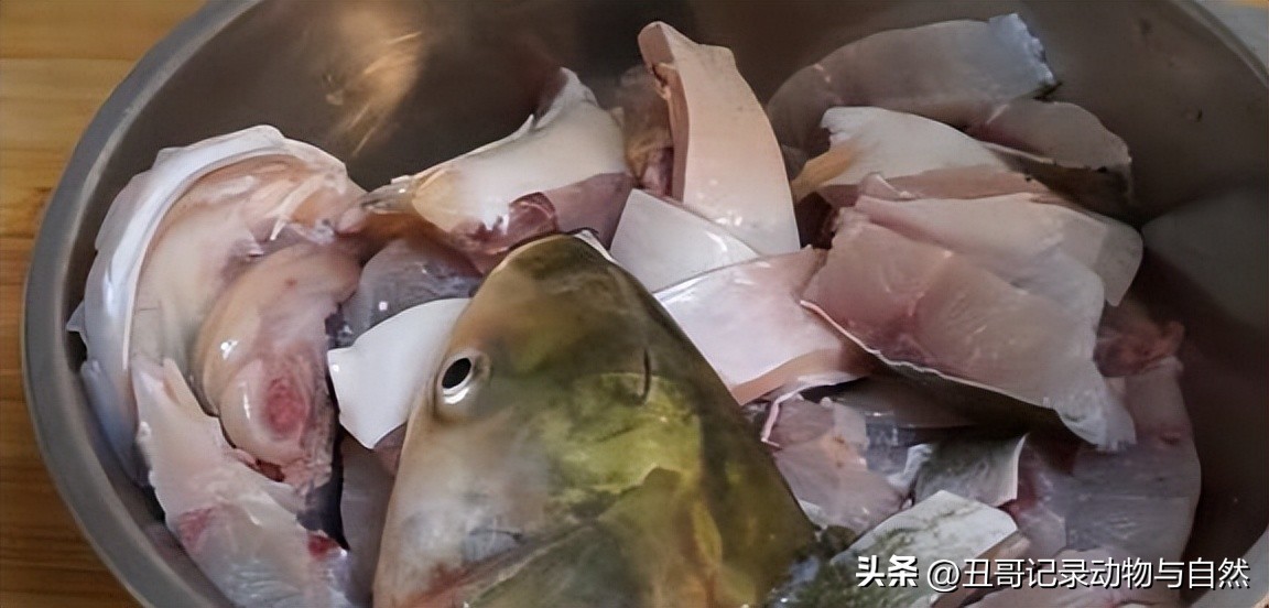 Do you know how to make silver carp delicious? - iNEWS