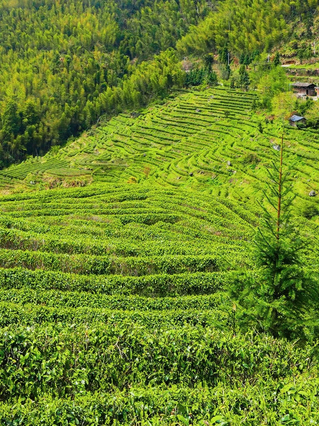 The beautiful tea garden hidden on the Wengu line has a romantic name ...