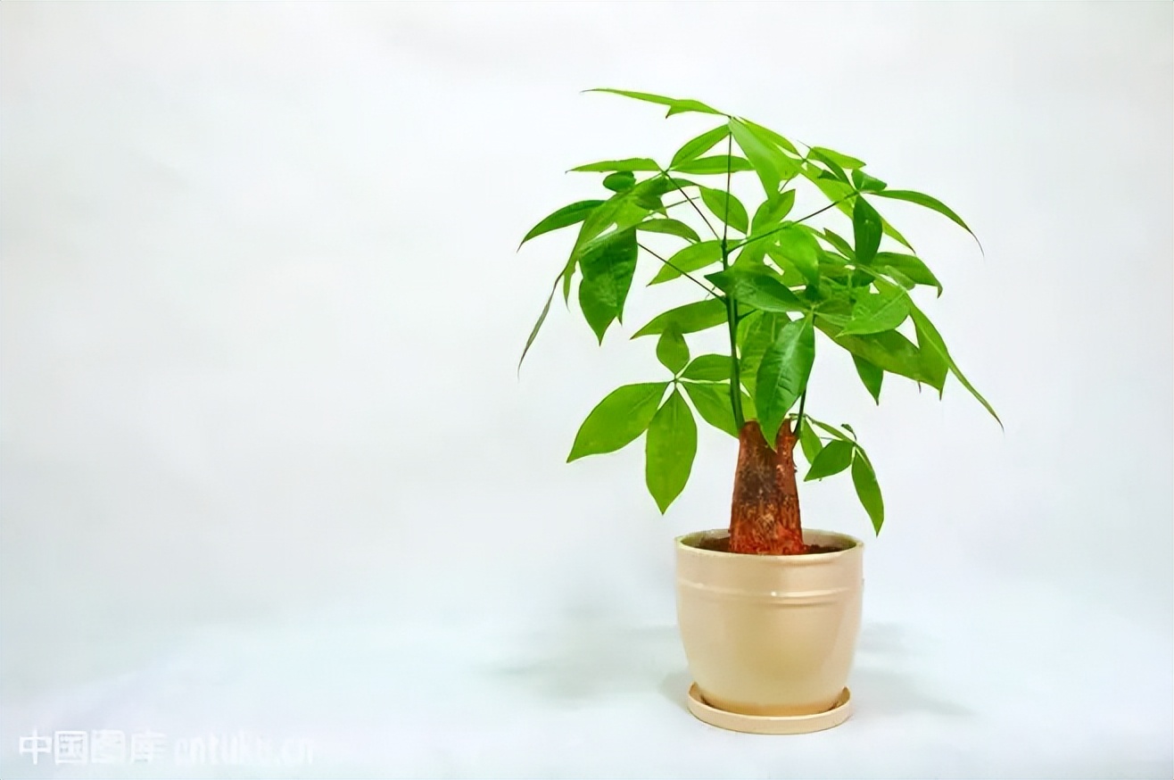 How to raise a fortune tree to be more prosperous remember these three ...