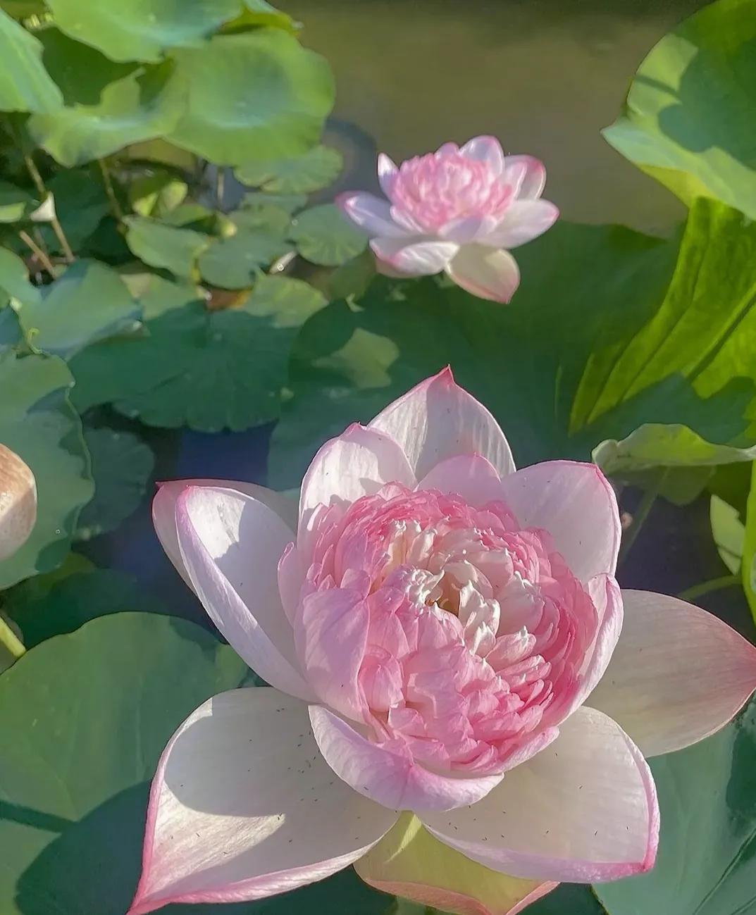 Burning lotus flowers, Tingting comes out of the water - iNEWS