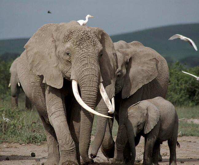 African Beasts Ranking - iMedia