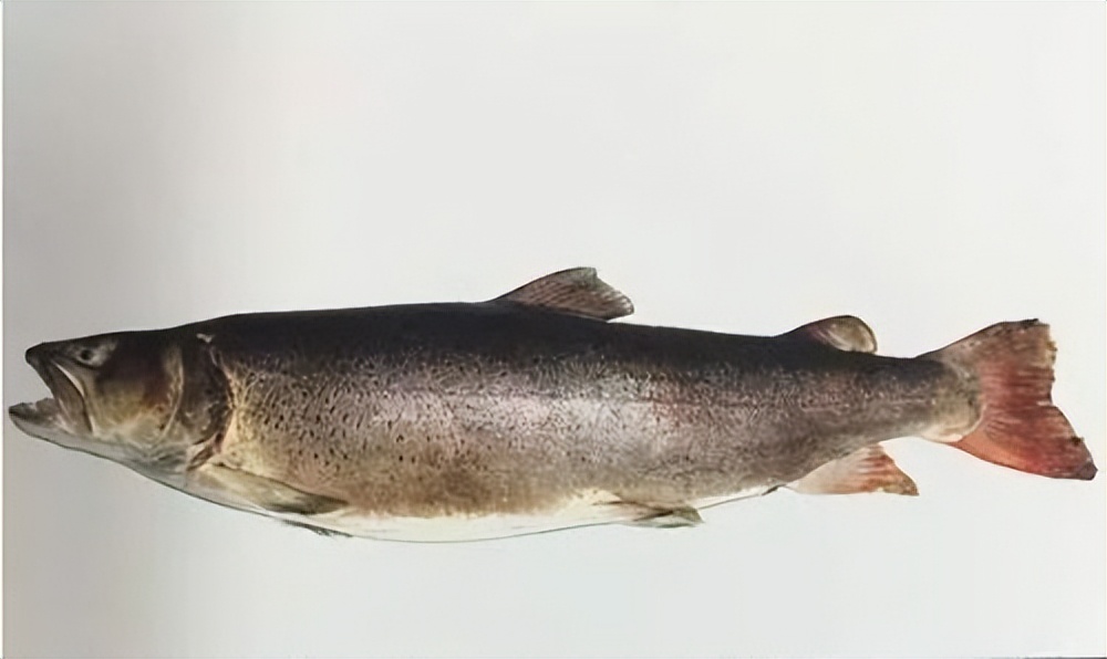 陝西科研人員拍攝到國家一級保護動物——川陝哲羅鮭 - 資訊咖