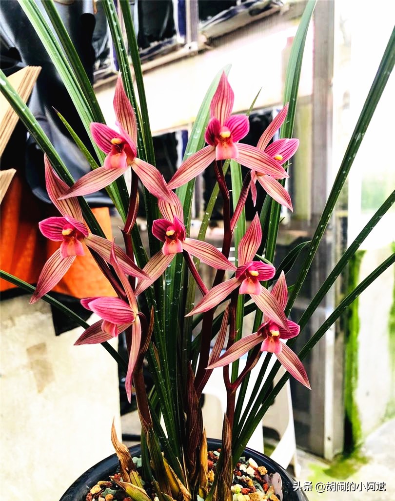 The once "sky-high price" red pigment can be seen everywhere now, but ...