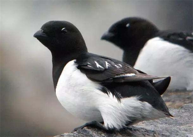 The marinated puffin in the belly of the seal, a wonderful delicacy of ...