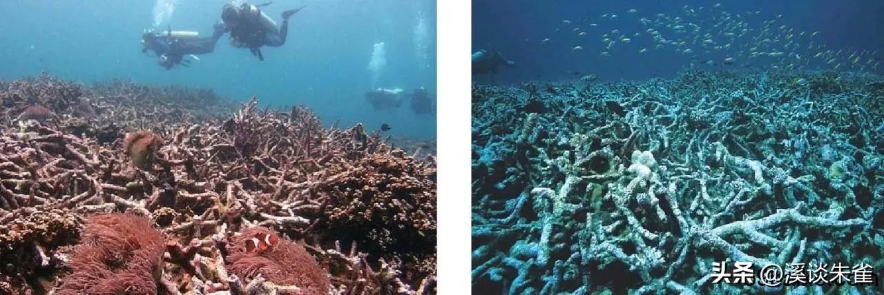The largest coral reef system in history, which occurred during the ...