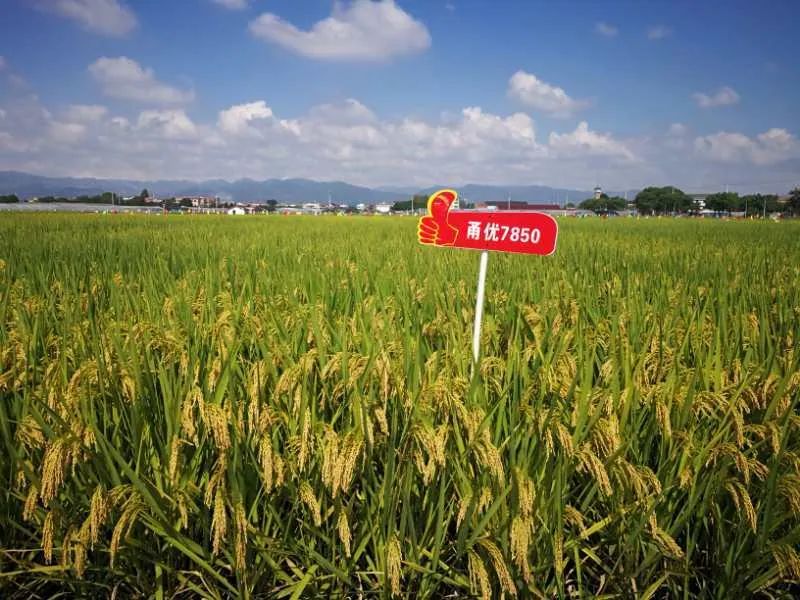 Indica-japonica hybrid super rice variety Yongyou 7850 is resistant to ...