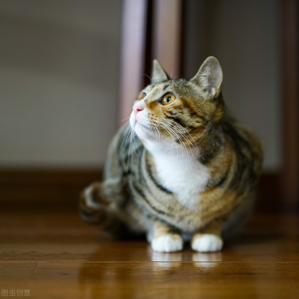 How do cats get cat moss - iNEWS