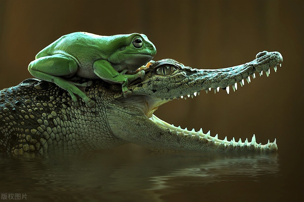 The top ten battle power rankings in the animal world, do you want to ...