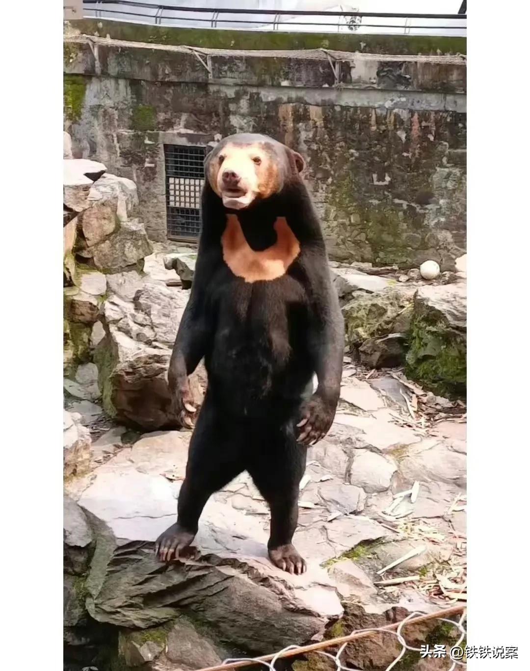 The popular sun bear from Hangzhou Zoo with wrinkled leather pants ...