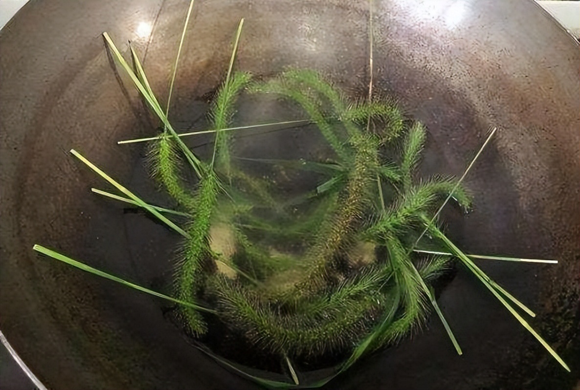 "Dog's tail grass" is a treasure, using it to boil water may help solve ...