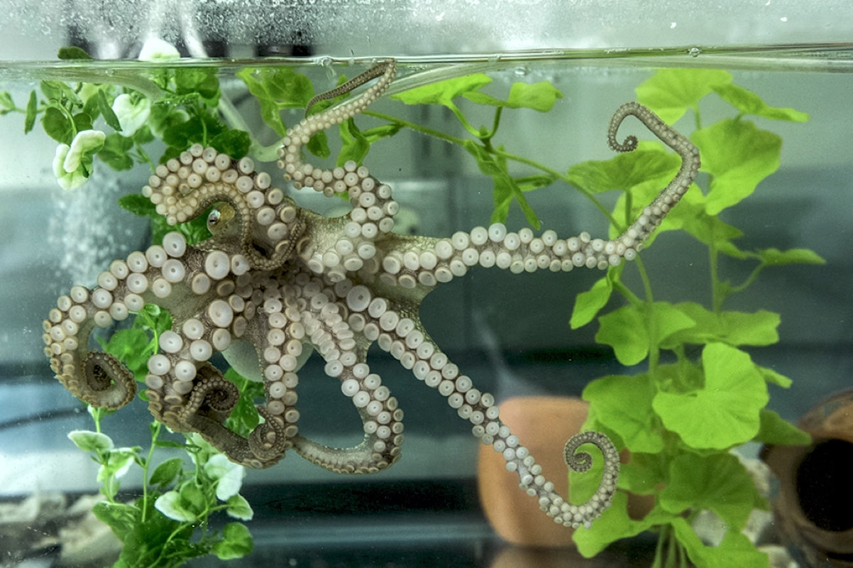 Octopus adapts to new living conditions by editing its own RNA - iNEWS