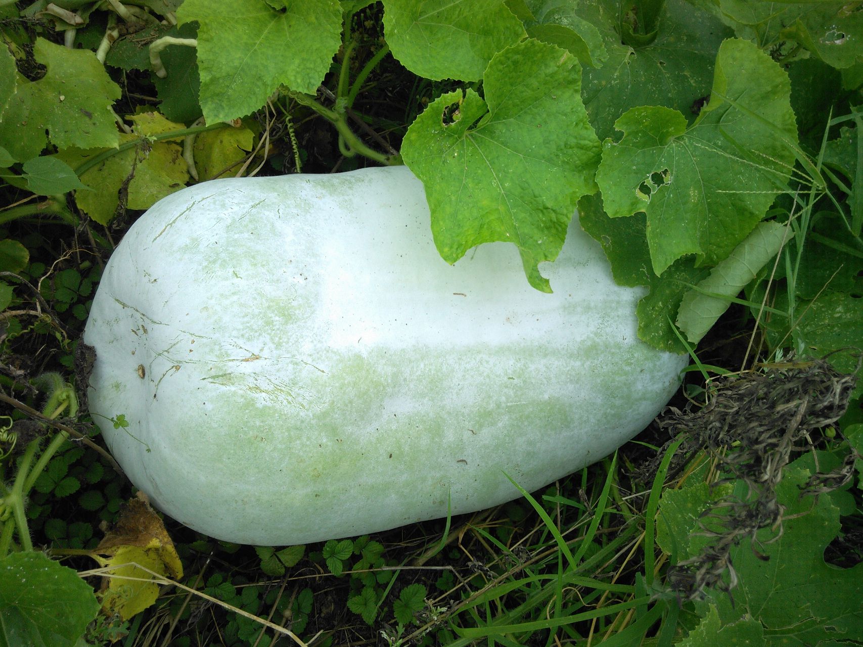 During the dog days, we often eat "drainage melon" to clear away ...