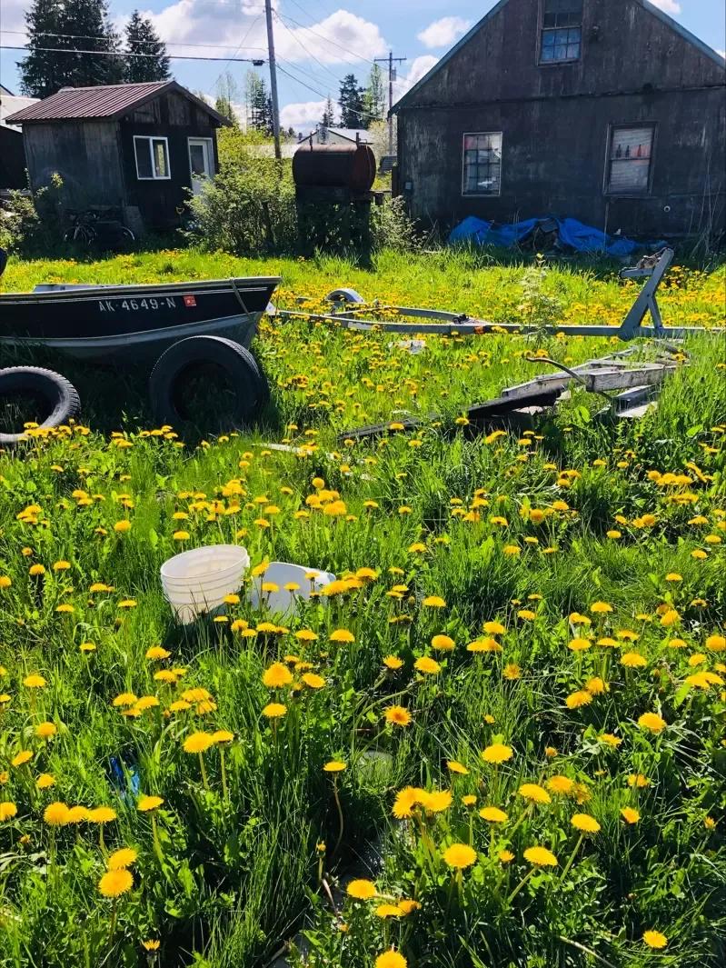 Dandelions in the Distance - A Northeastern Woman in Alaska - iNEWS
