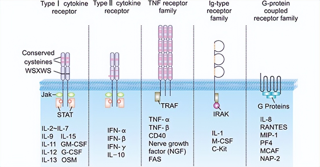 cytokine receptors - iNEWS