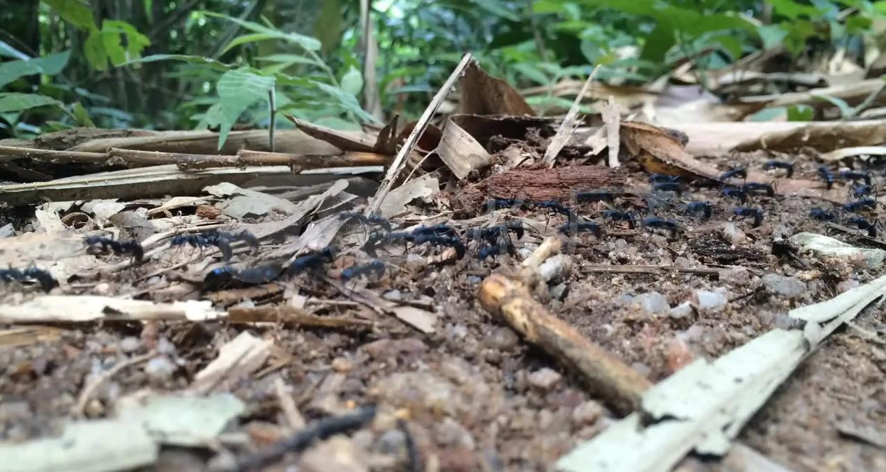 The secret of ants walking in line, the great wisdom learned from ...