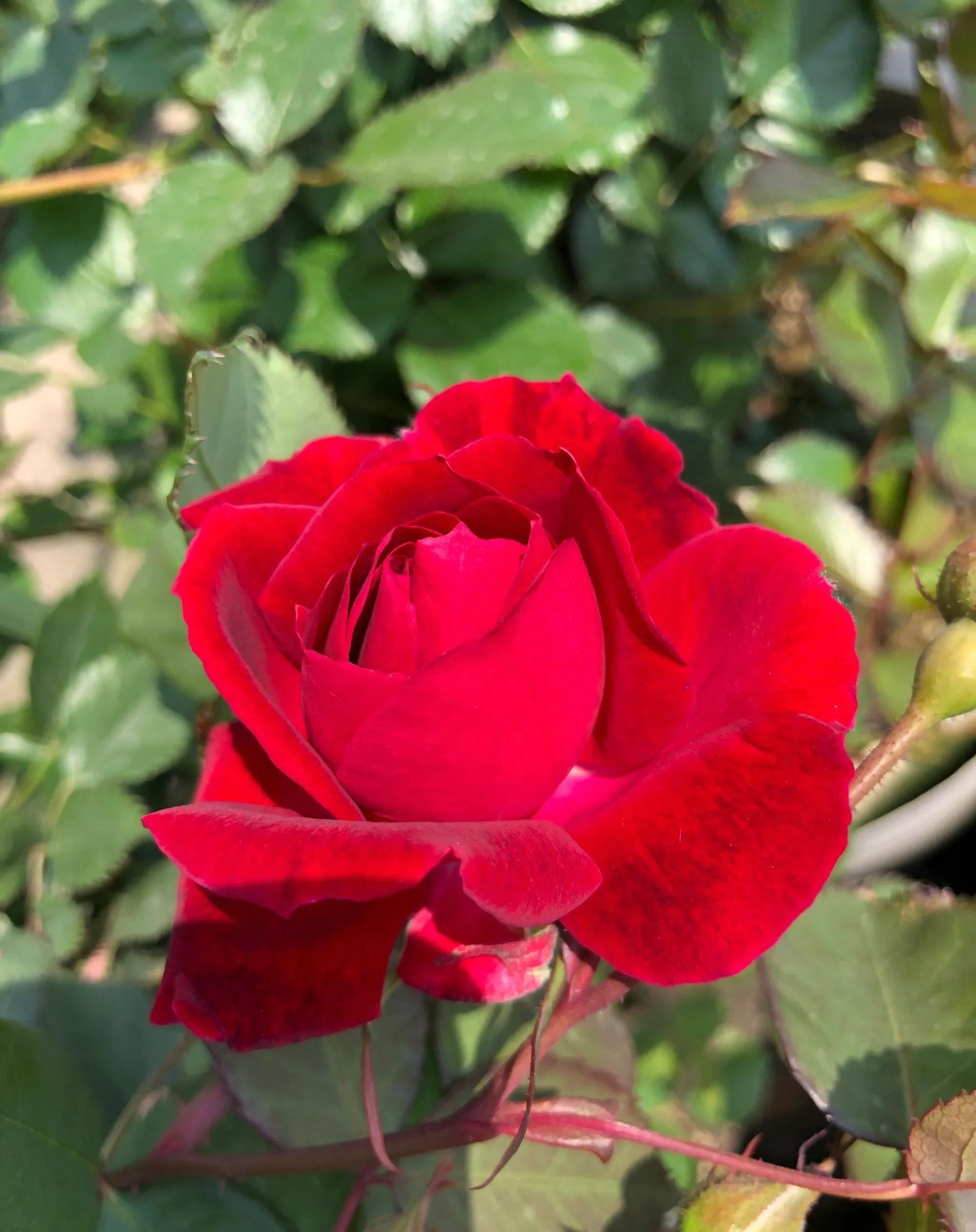 Sharing rose varieties - soft fragrant red rose - iNEWS