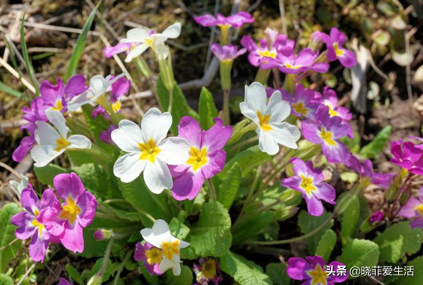 6 kinds of "cold-resistant flowers" that can "bloom brilliantly" even ...