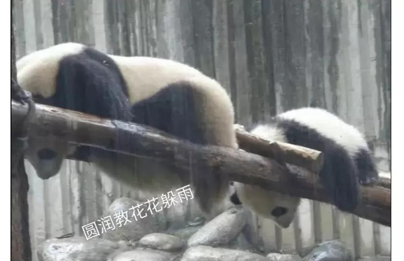 From Yuanyuan to Aibao: How does a panda mother breastfeed her baby ...
