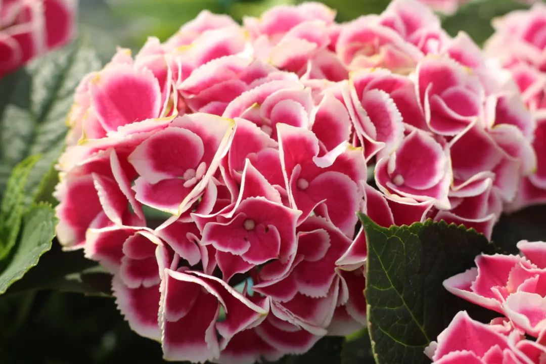 Dreamy and gorgeous, these 7 multi-colored hydrangea will make your ...