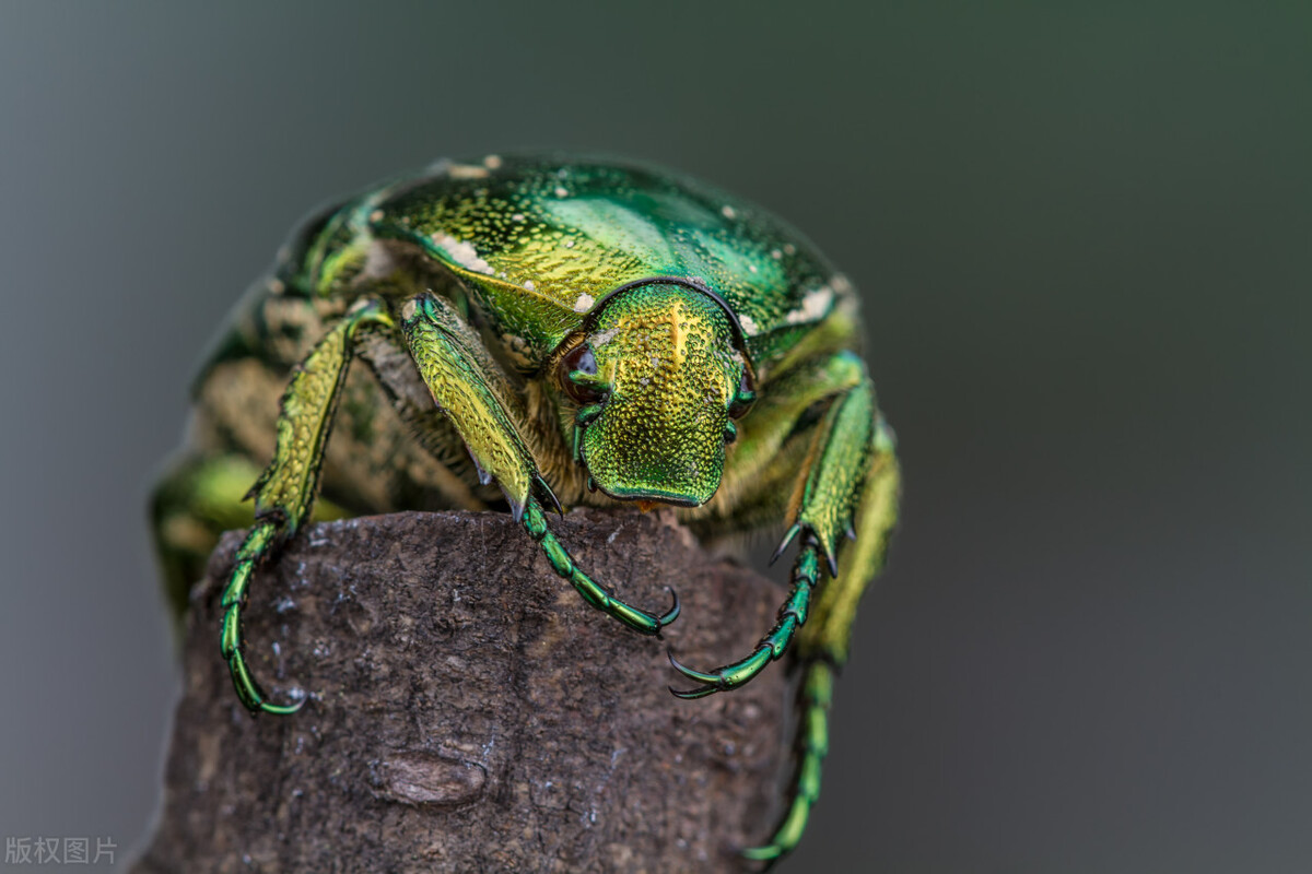 Do insects feel pain? - iNEWS