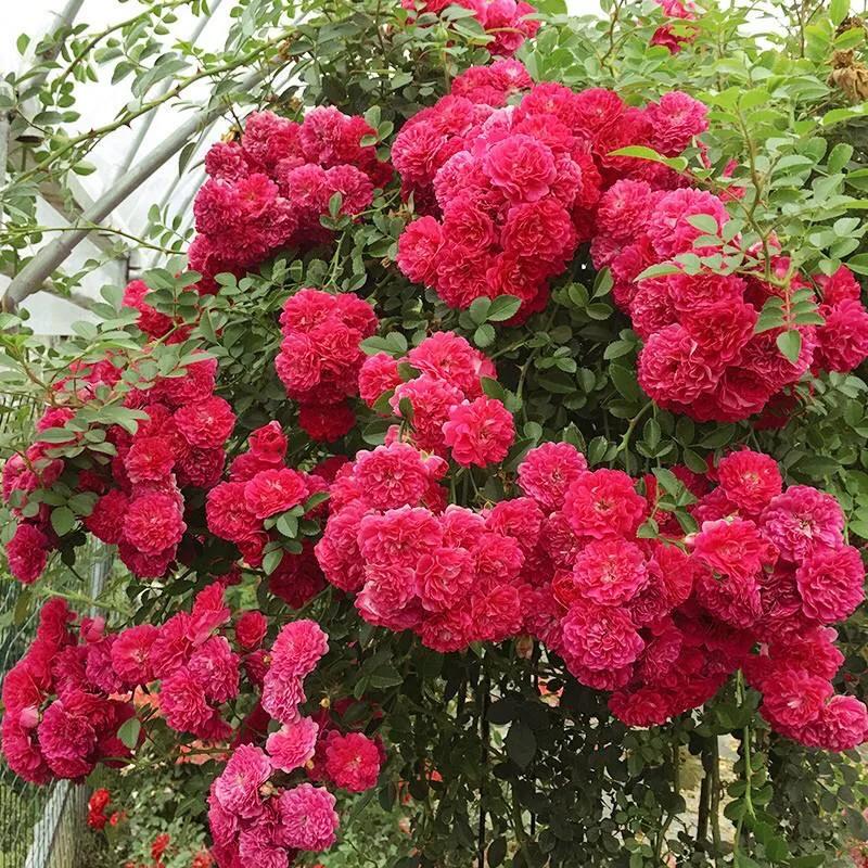 Gorgeous rosewood rose - iNEWS