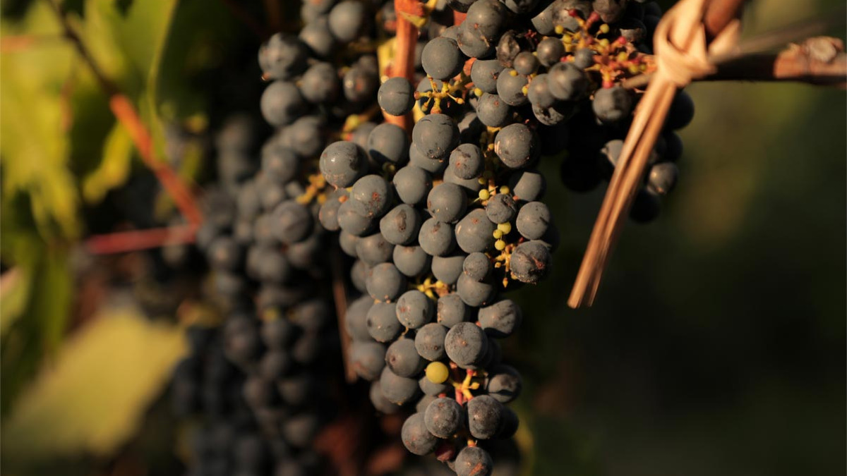 Argentina's Semillon: Old vines unleash new potential - iMedia