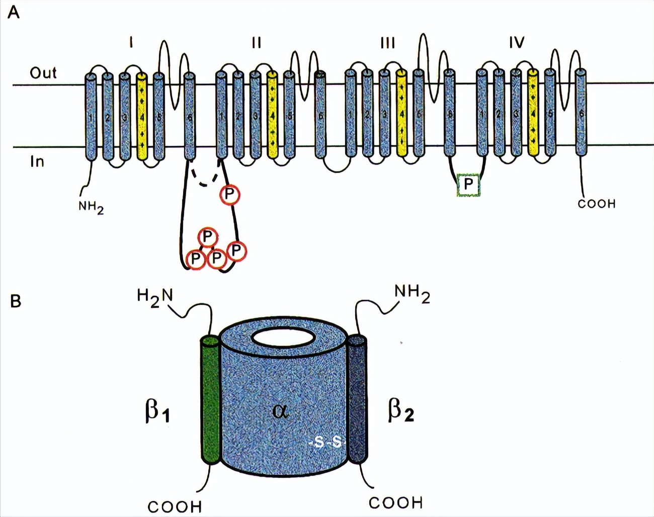 Ion Channel Classification of Biomembrane Ion Channels - iNEWS