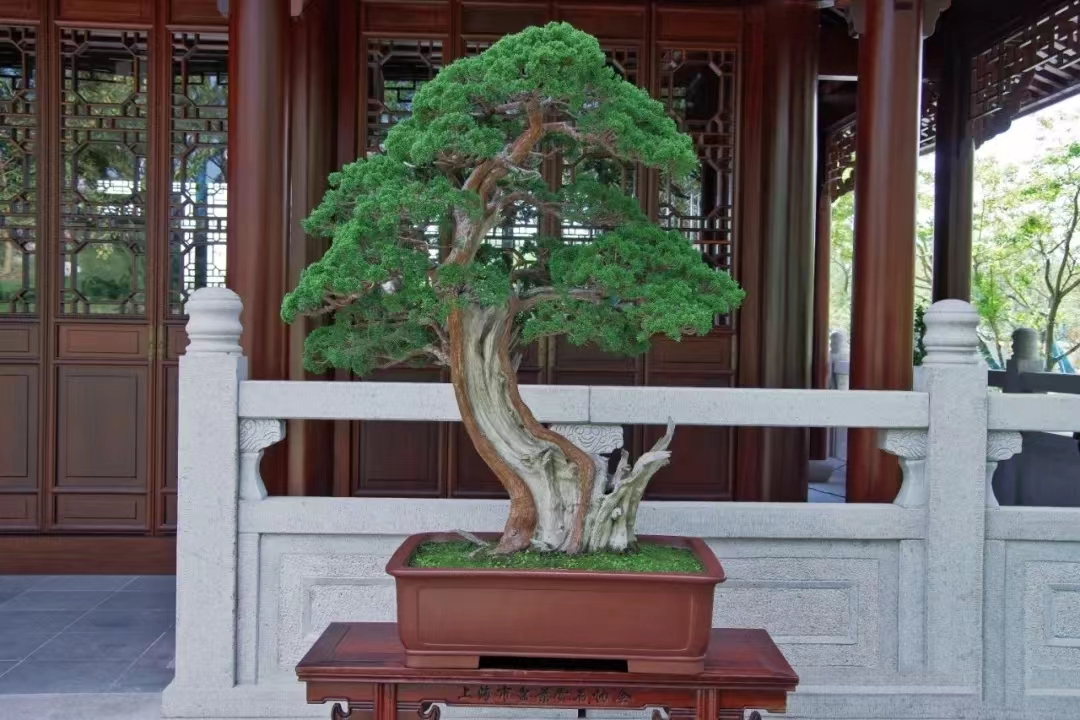 A glimpse of the world-famous bonsai garden - Shen Garden - iNEWS