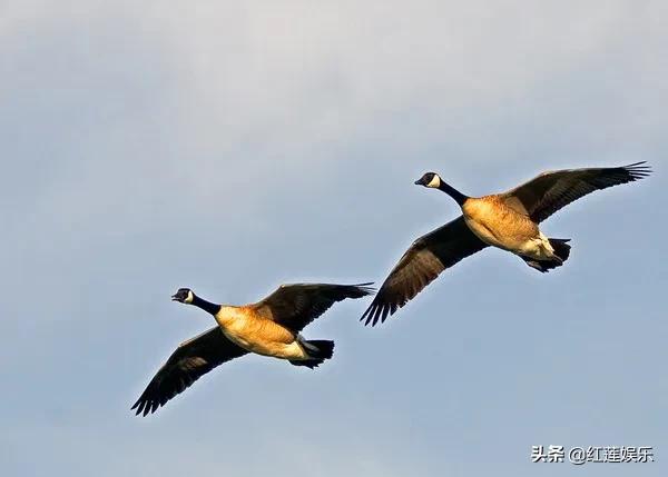 Li Mochou's poem in "The Return of the Condor Heroes" has such a ...