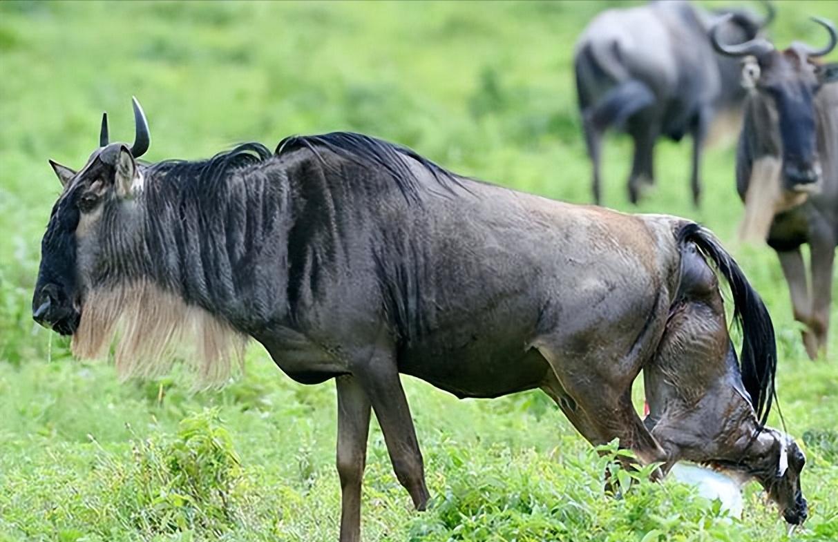 shocking! Animals are giving birth in a frenzy, and the way of survival ...