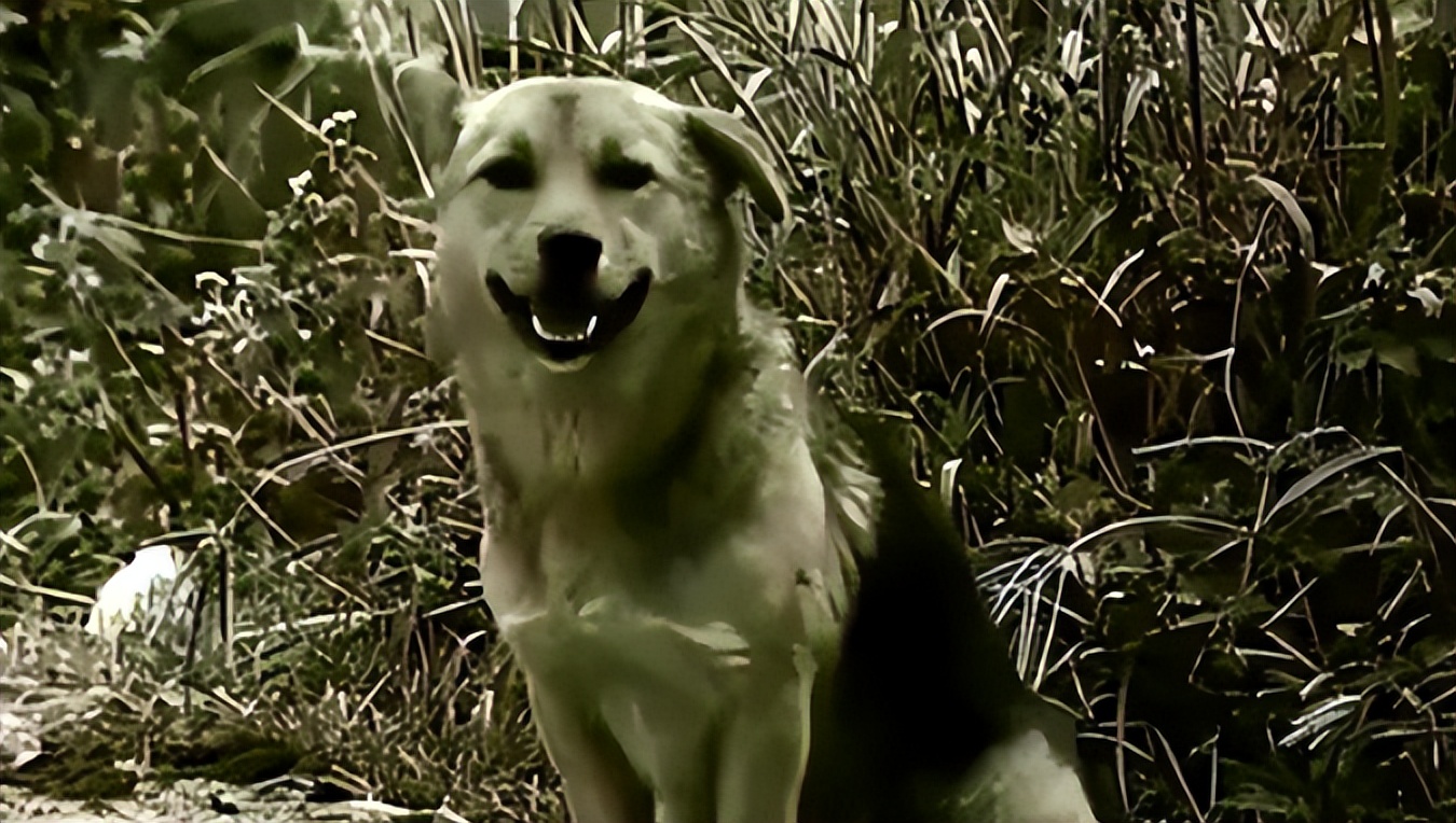 Advice to dog lovers! Keeping a dog in a civilized way requires a leash ...