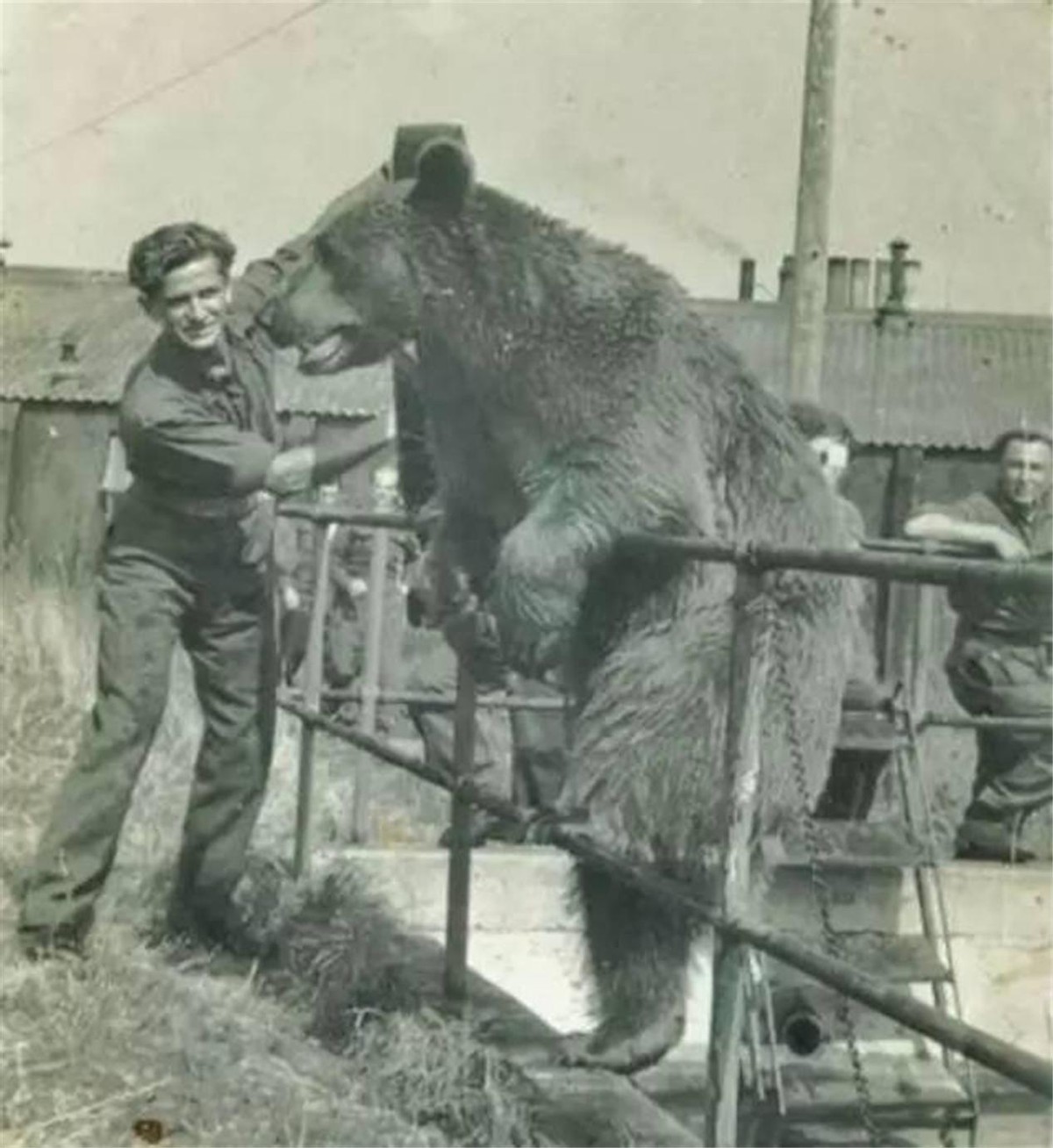 The only "bear soldier" in World War II, who can smoke, drink, catch ...