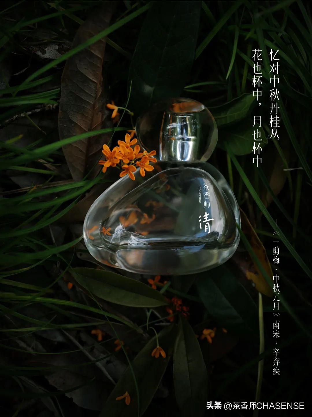 Tea Fragrance "Poems" - iNEWS