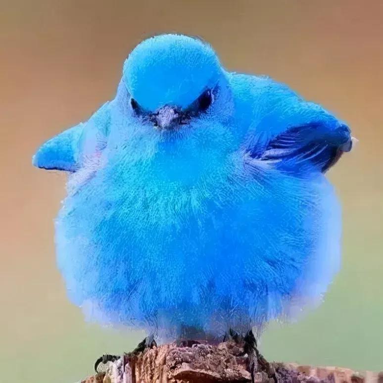 Share pictures: beautiful bird elf (2) - iNEWS