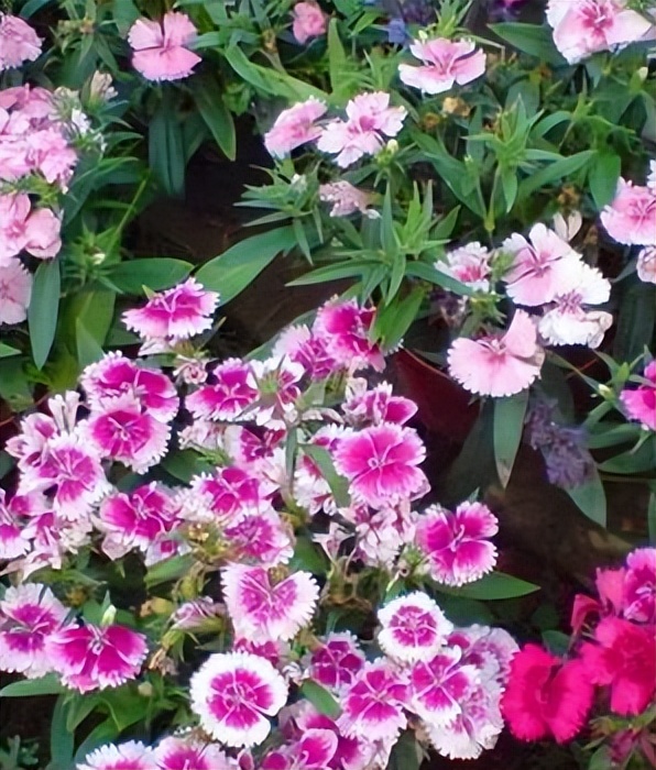 Growing pots of carnations in the Spring Festival is colorful and ...