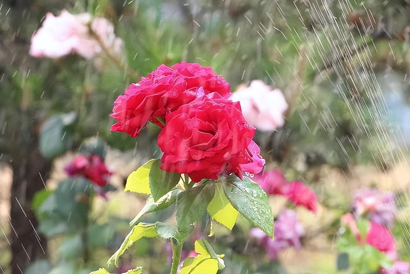 The weather is cold, 12 kinds of flowers should be "dry", the roots are ...