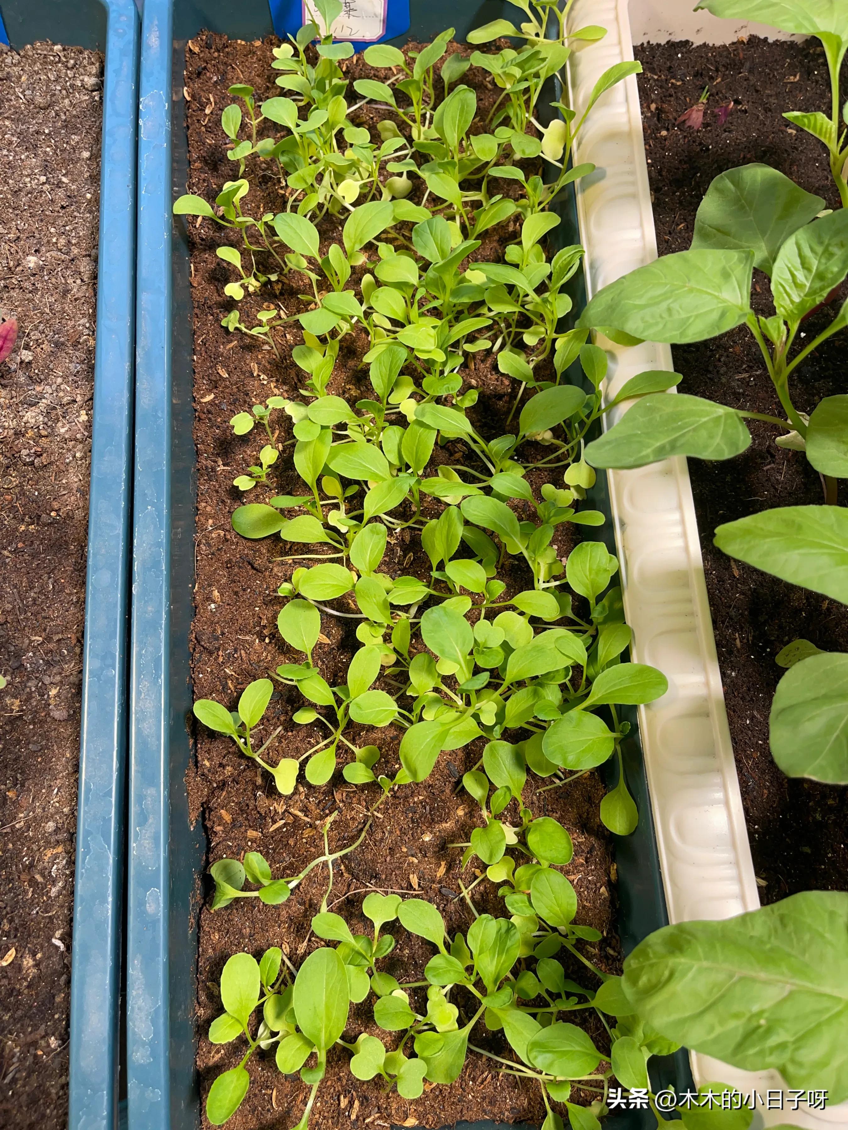 What is the best way to plant a family balcony in summer? - iNEWS