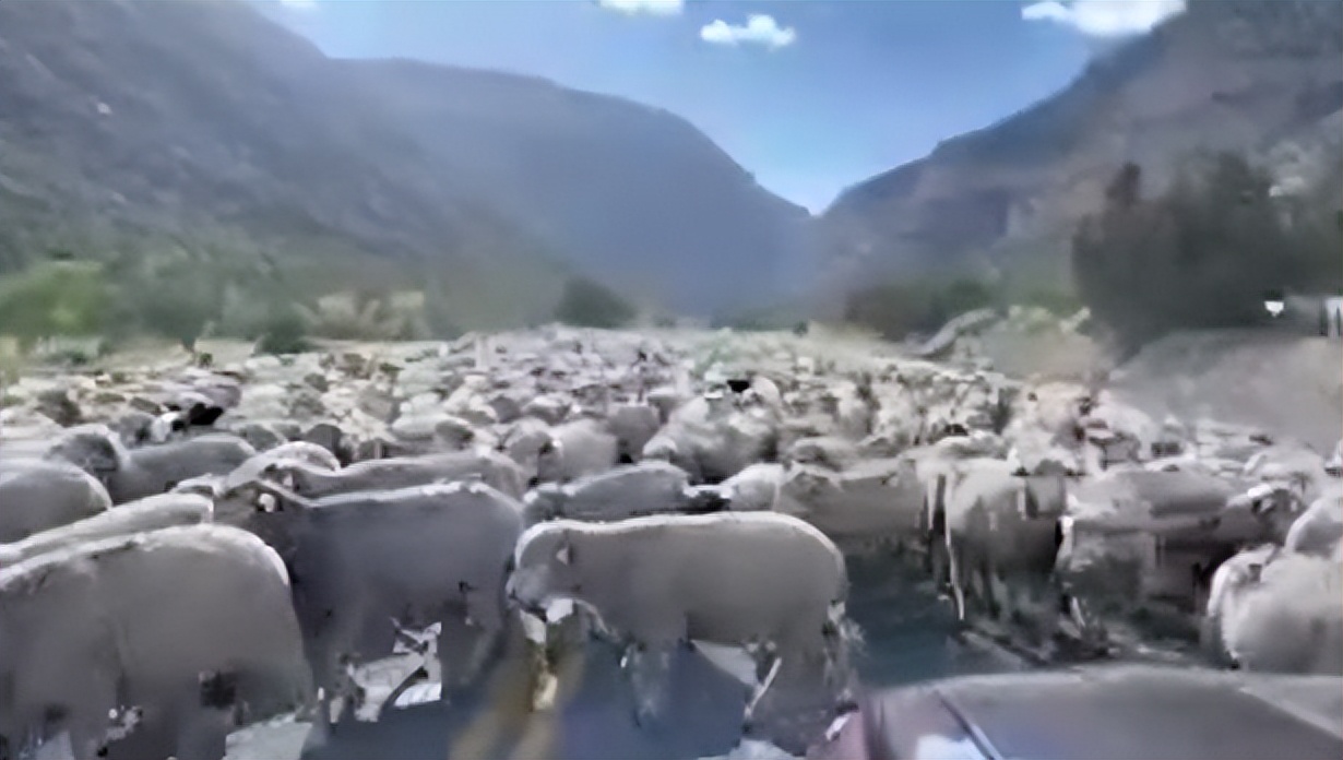 Too bad!If you encounter sheep blocking the road at work, you can only ...