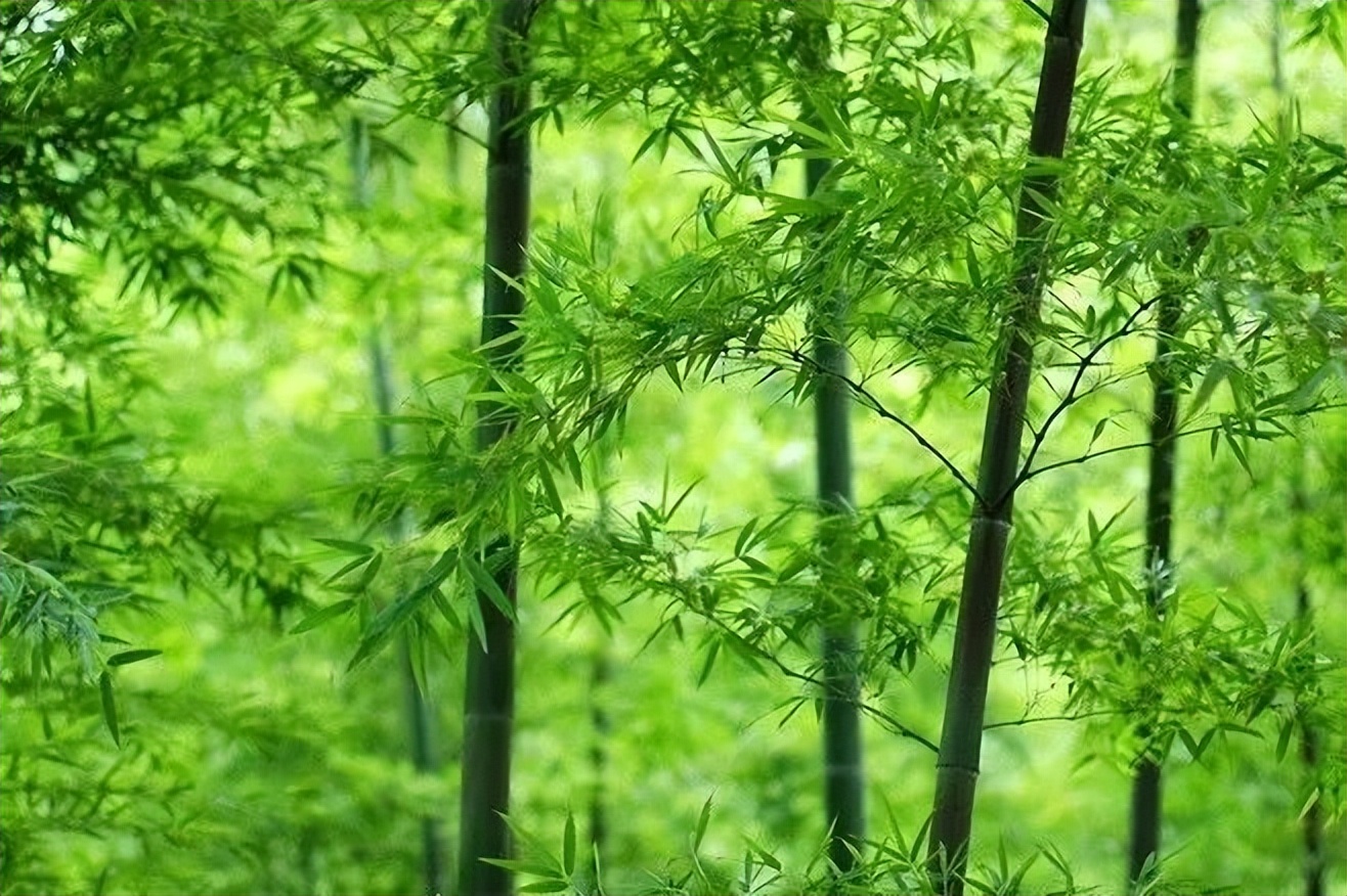 Enjoy the cool breeze, enjoy the cool moon, enjoy the moon and sing the ...