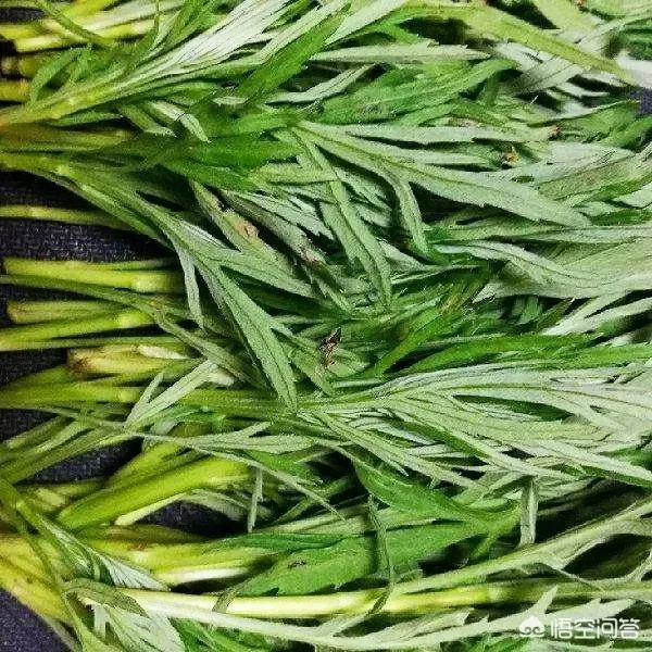 How to store wild vegetable willow wormwood sprouts? - iNEWS