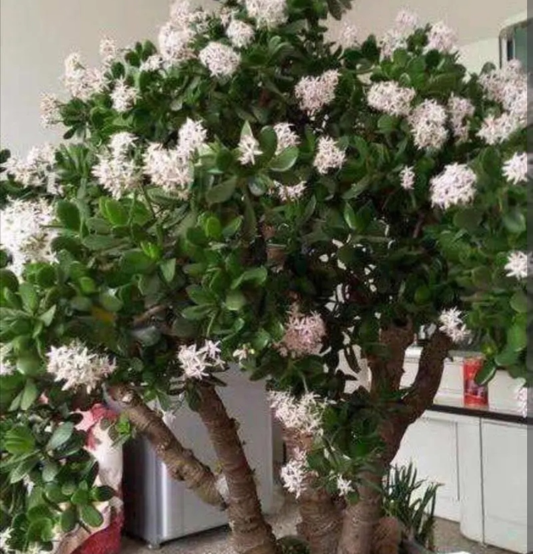 Raising a jade tree, the harder it is cut, the faster it will grow, and ...