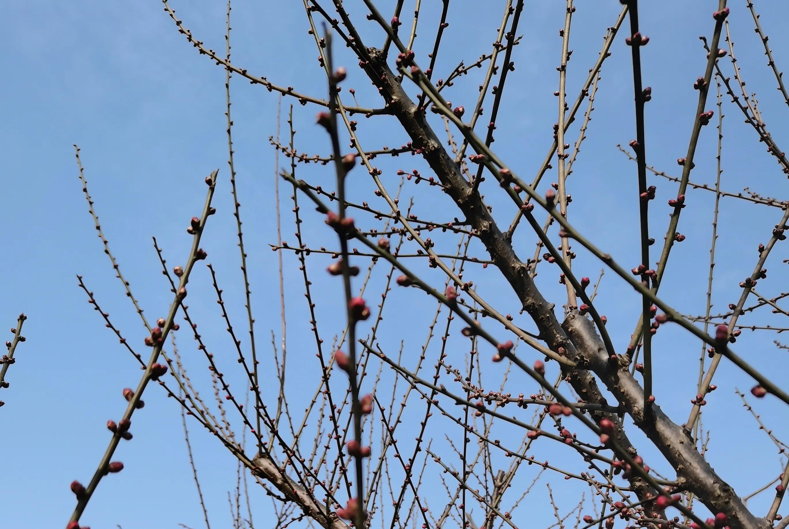 A song outside Qilu "Wing of Winter Solstice" - iNEWS