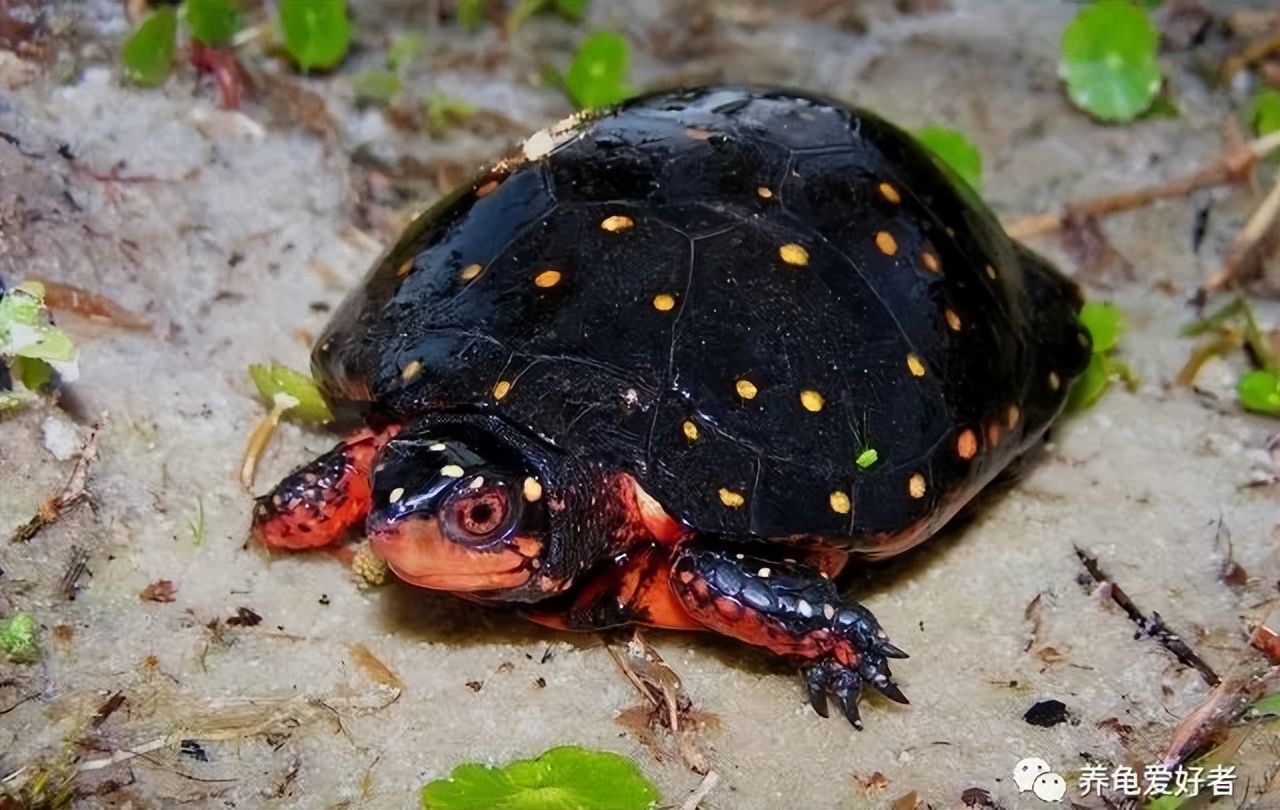 How many lucks have you escaped in the process of raising turtles? - iNEWS