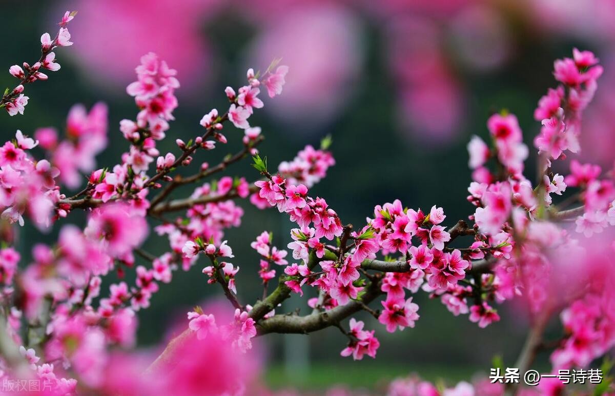 A Song poem, 28 characters, has written the charm and artistic ...