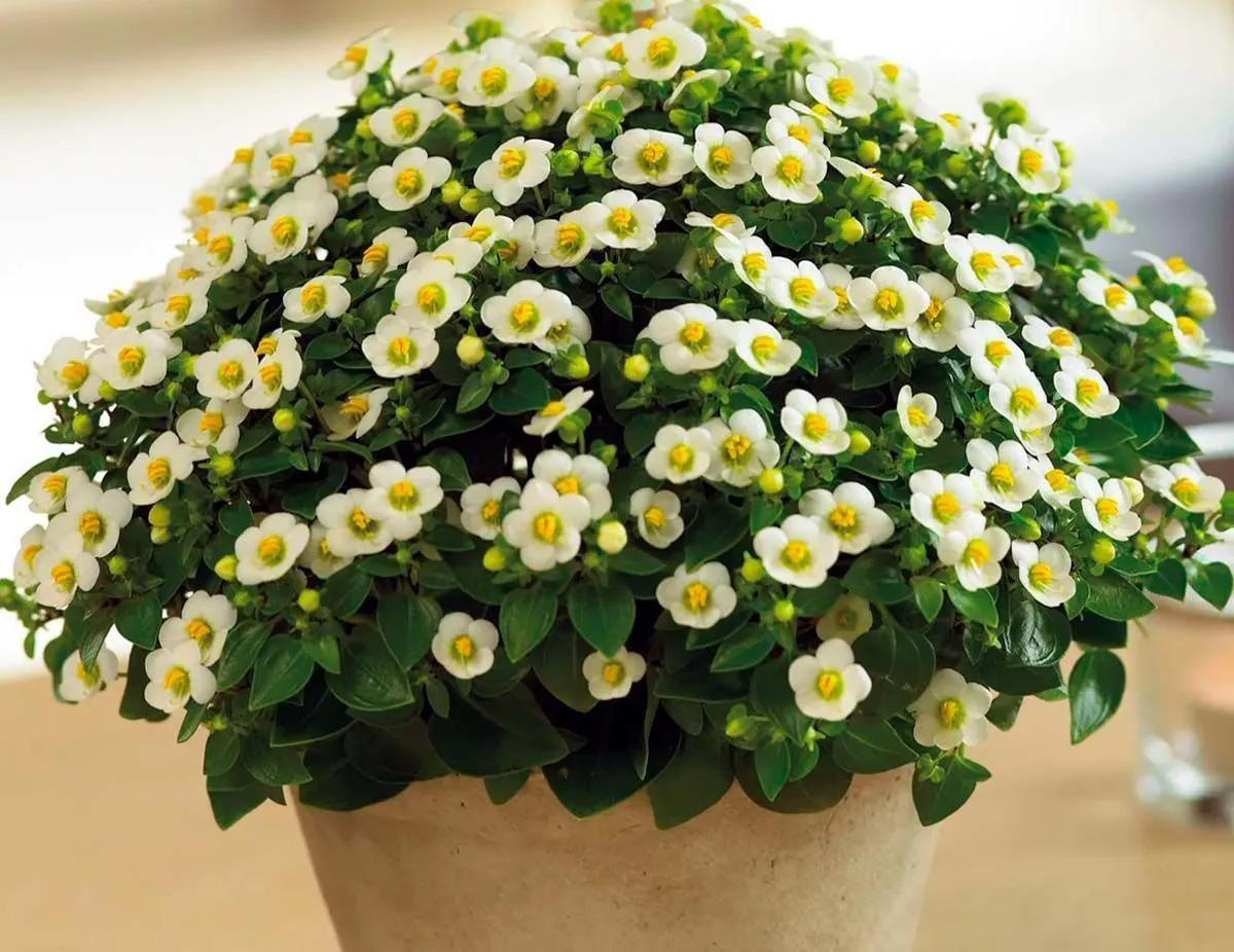 Abundant blooming Persian violets - iMedia