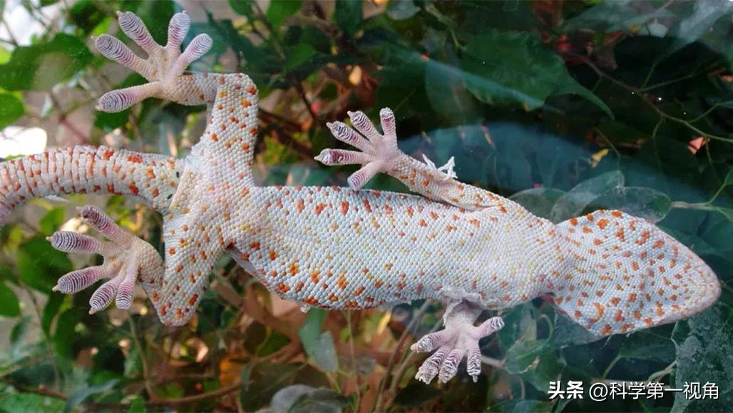 DNA Tells You: How the Moroccan monitor lizard became one of the ...