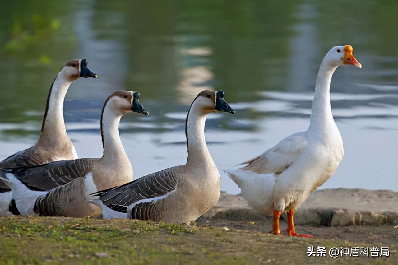 How strong is the goose's fighting power?Why is it not afraid of people ...